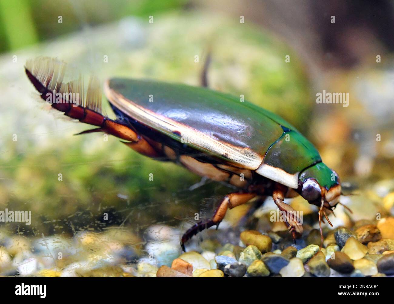 A picture taken on February 4, 2020 shows the Japanese Diving Beetle ...