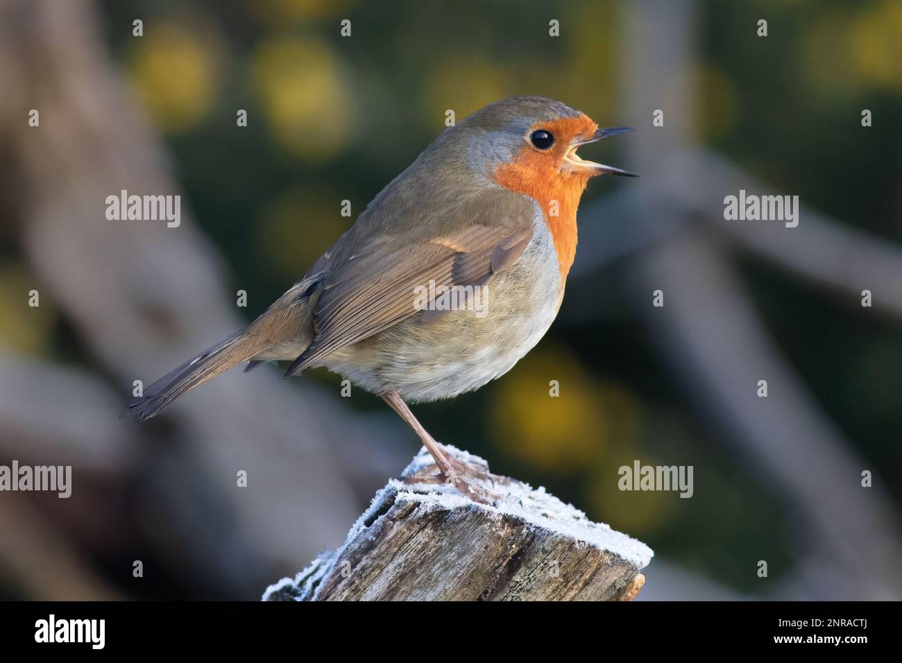 Robin with open beak hi-res stock photography and images - Alamy