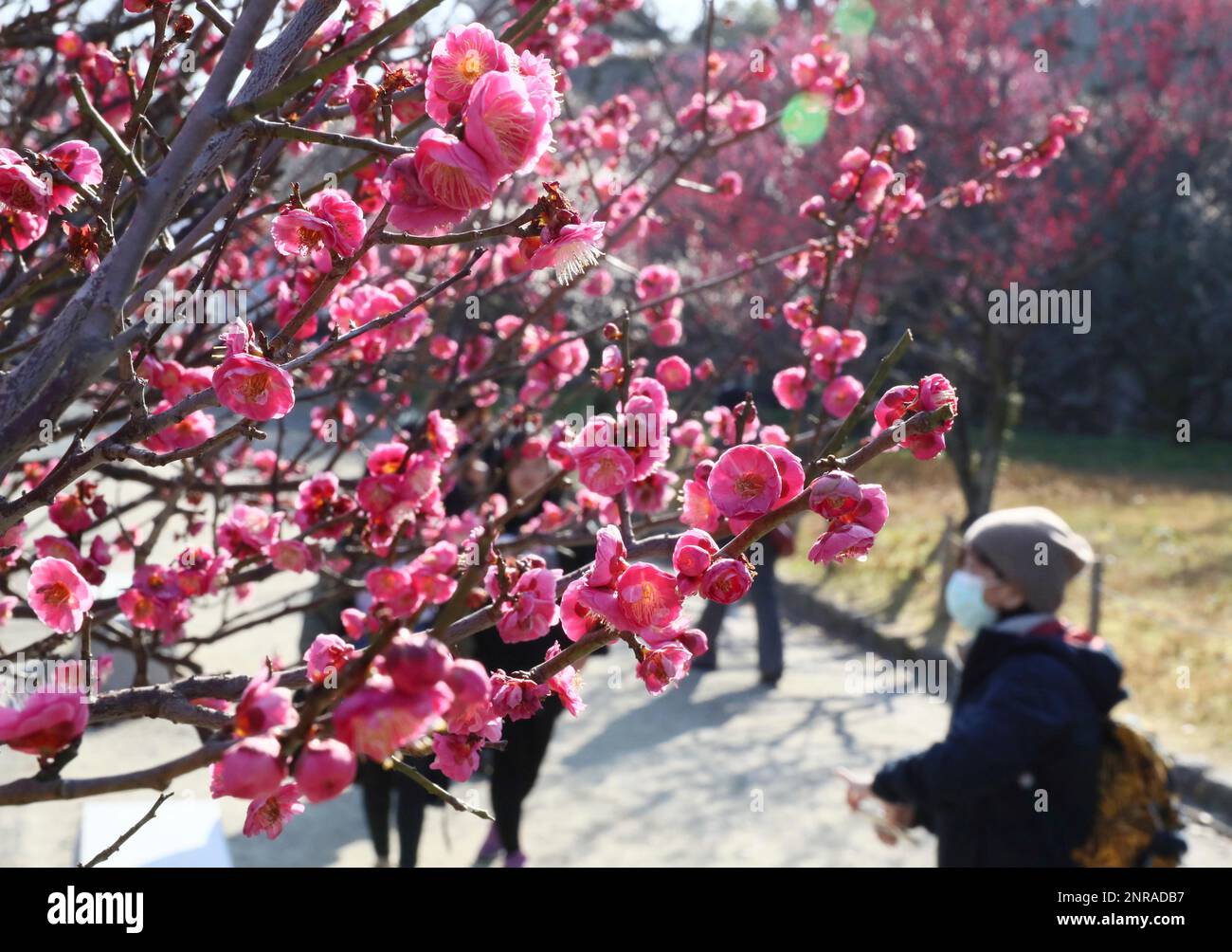 Flowers of plum trees are in full bloom in Maizuru Park in Fukuoka ...