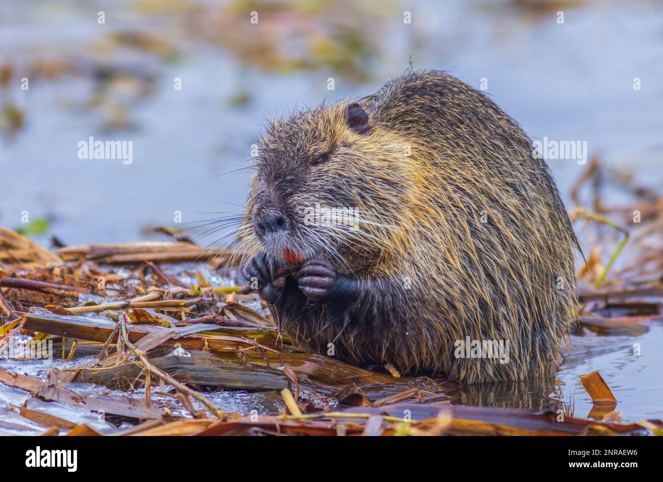 Coypu - Myocastor coypus, also known as river rat or nutria, is large ...