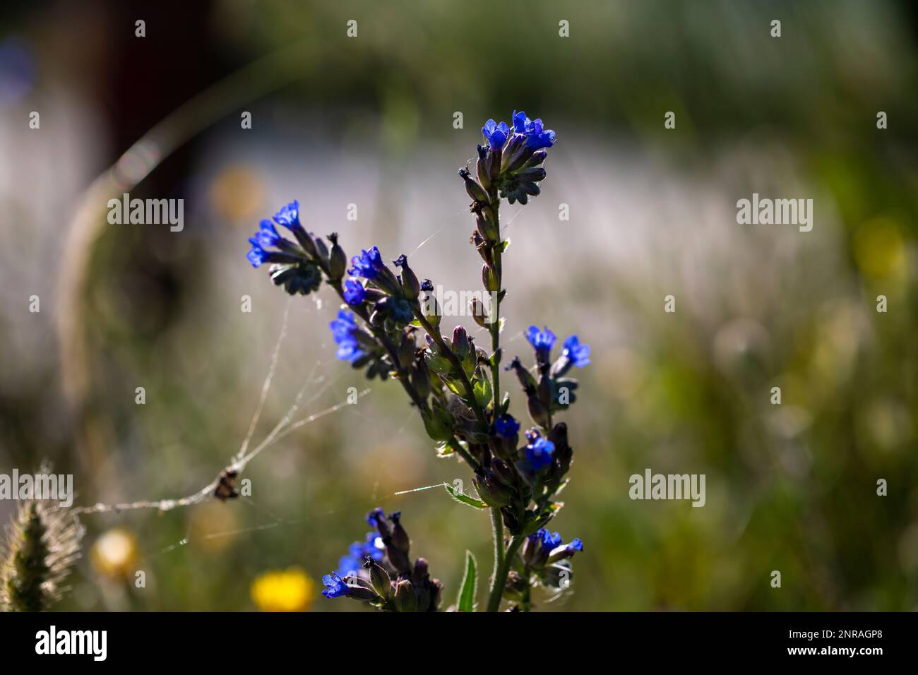 Close up of blue flower details for background Stock Photo - Alamy