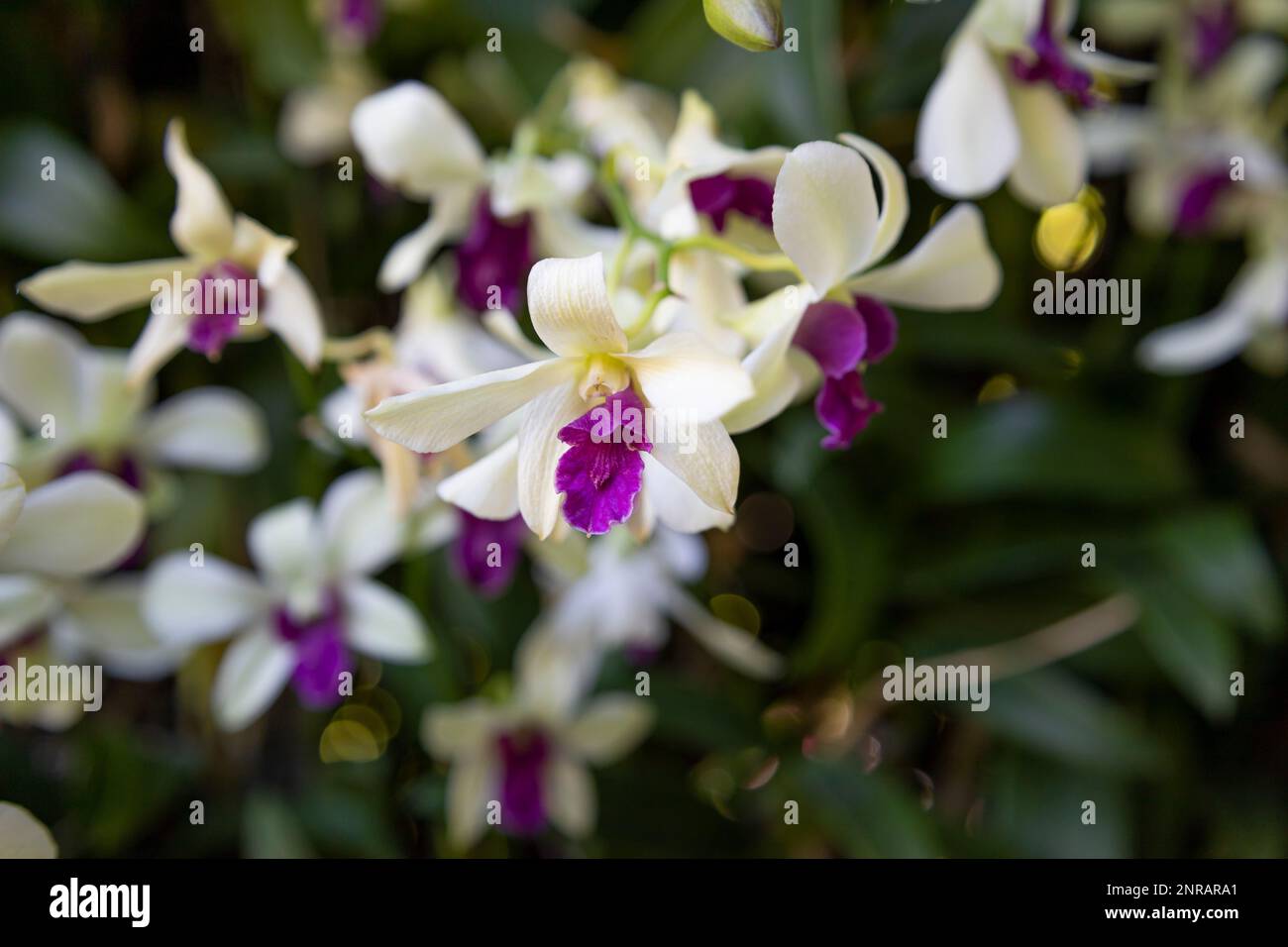 Noble white flower hi-res stock photography and images - Alamy