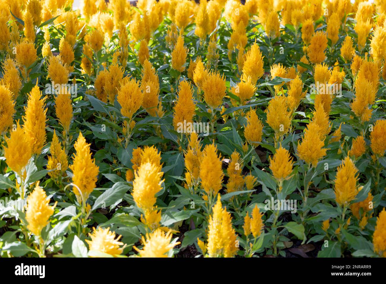 Celosia cristata cockscomb hi-res stock photography and images - Alamy