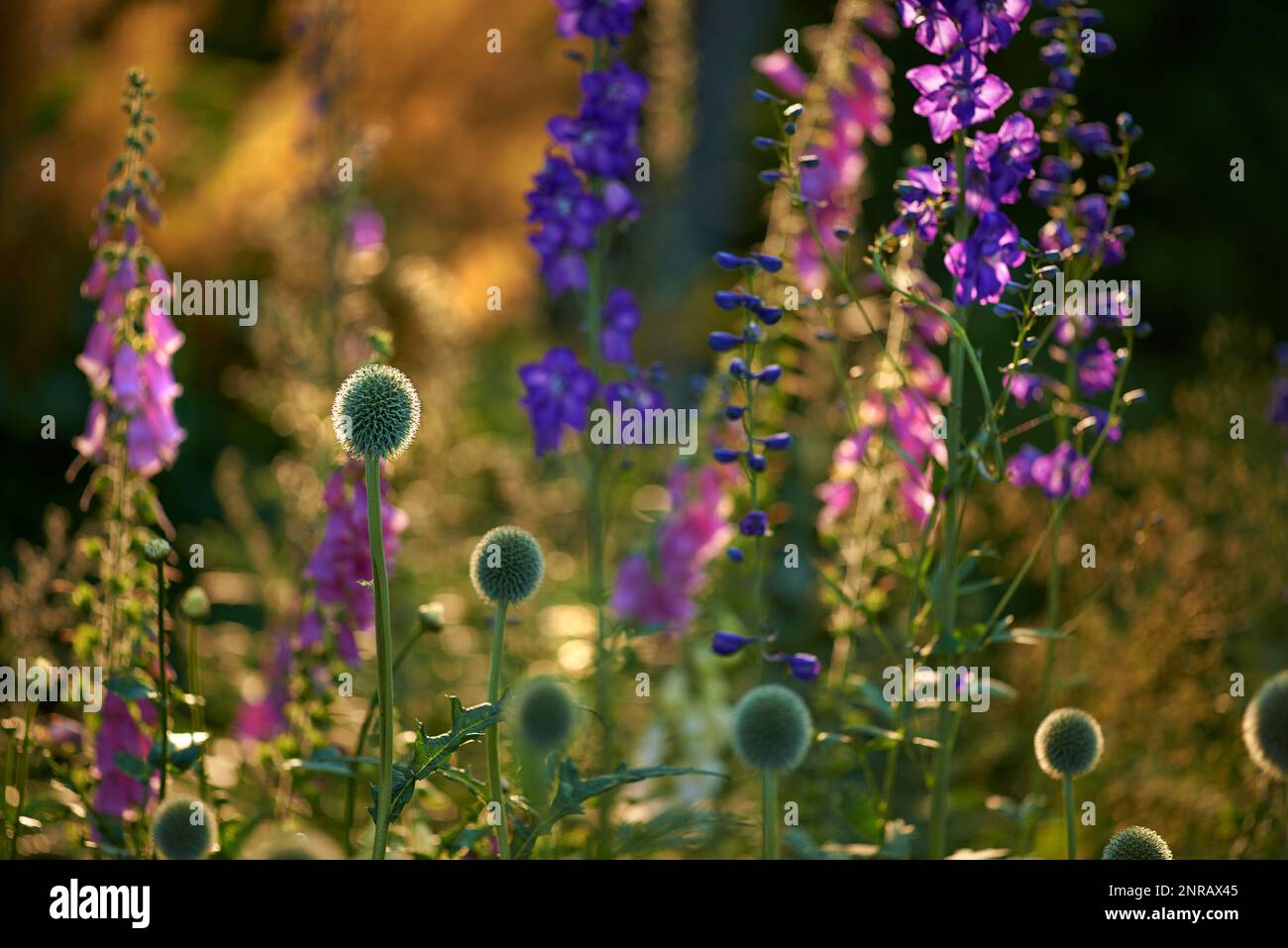 Globe Thistle flowers. Blue Globe Thistle Flowers, known as Echinops ...
