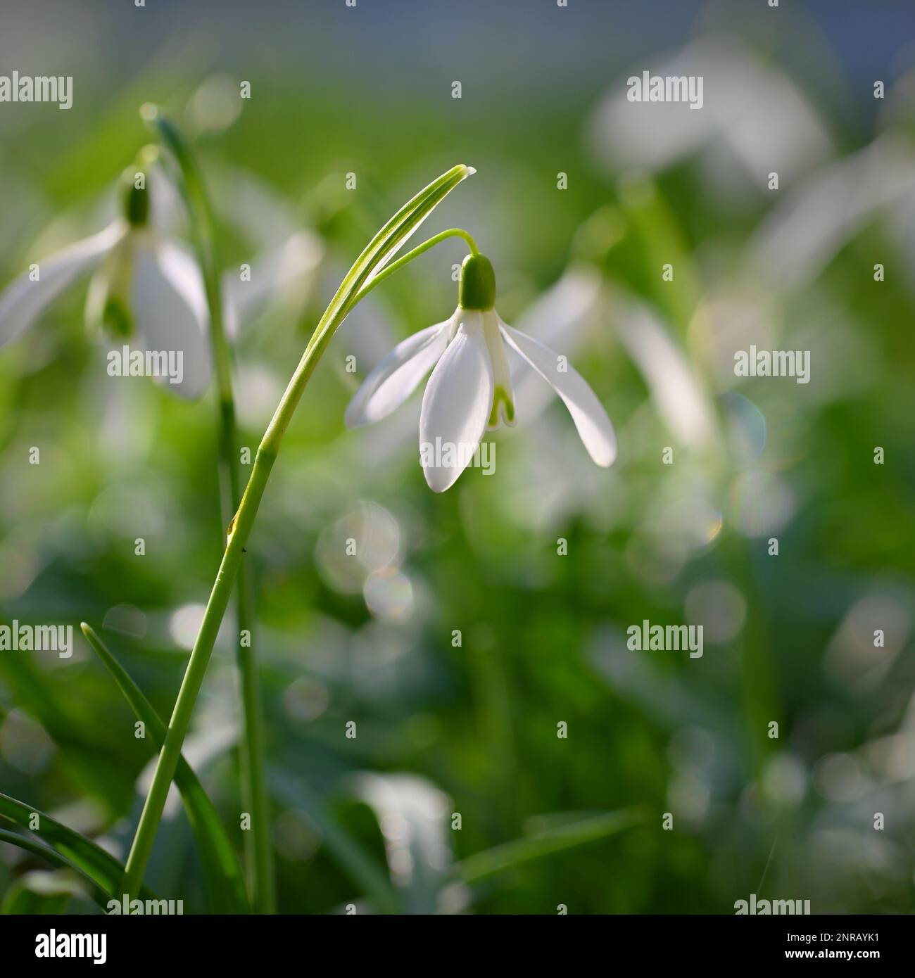 Spring flowers - snowdrops. Beautifully blooming in the grass at sunset ...