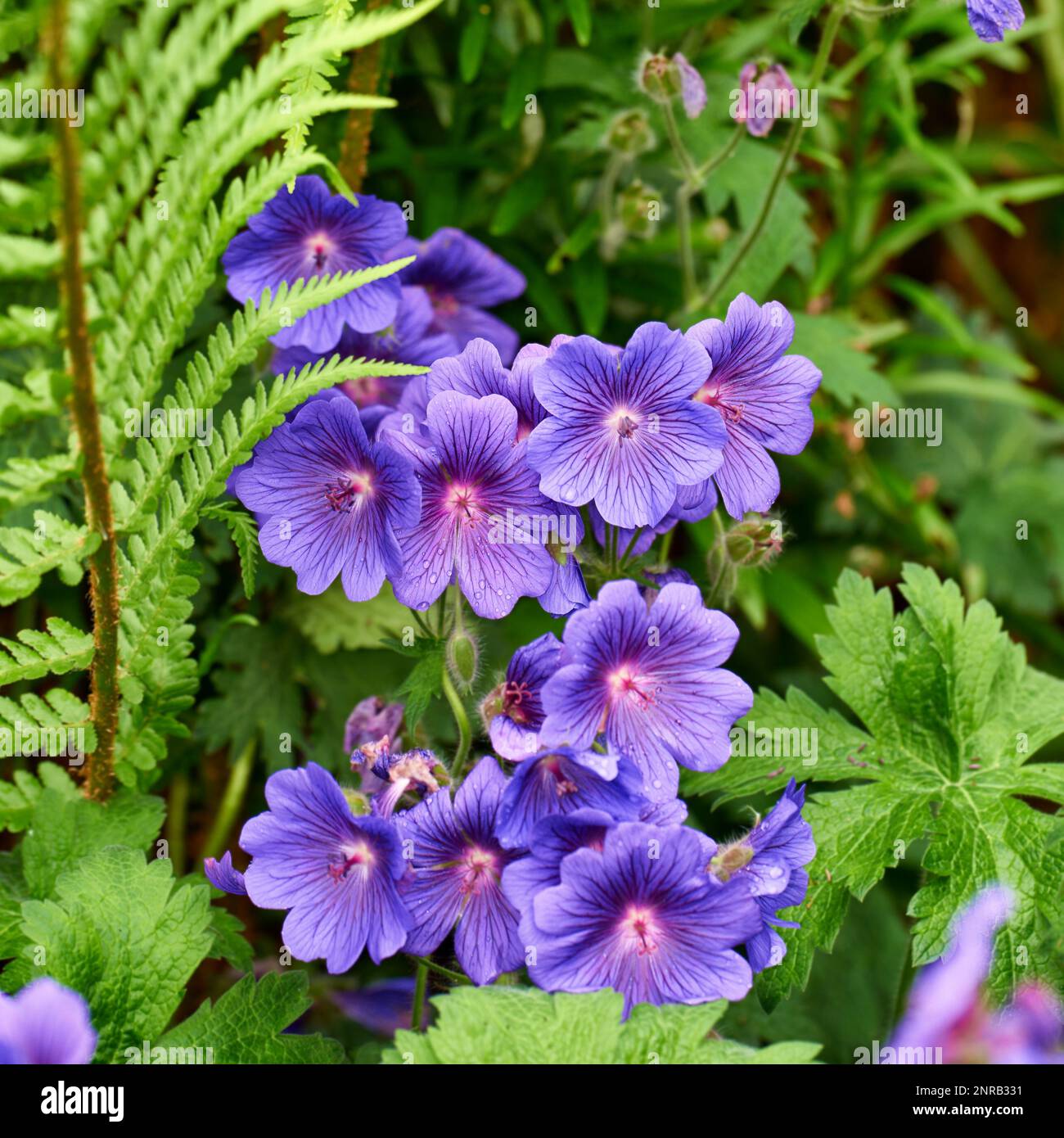 Meadow Geranium - also Geranium pratense - Johnsons Blue. Meadow ...