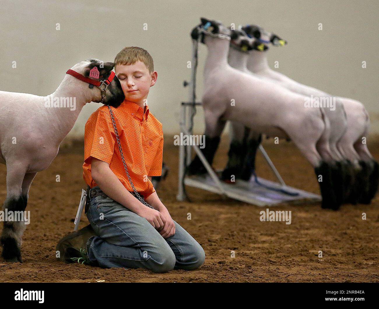 James Taylor, 14, with Riesel FFA sits with his lamb John Doe backstage ...