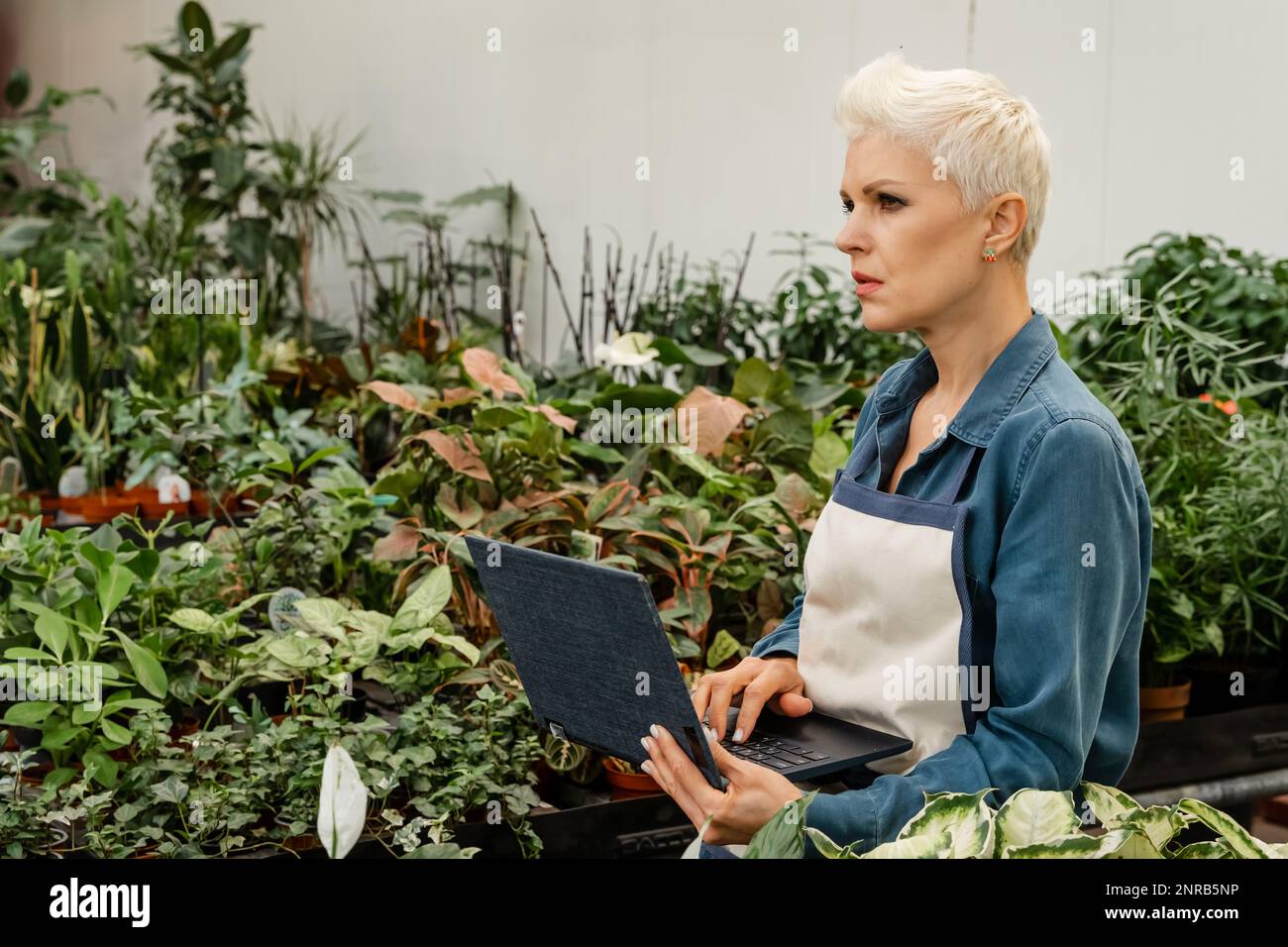 Gardening is more than hobby. Planting home plants indoors Stock Photo ...