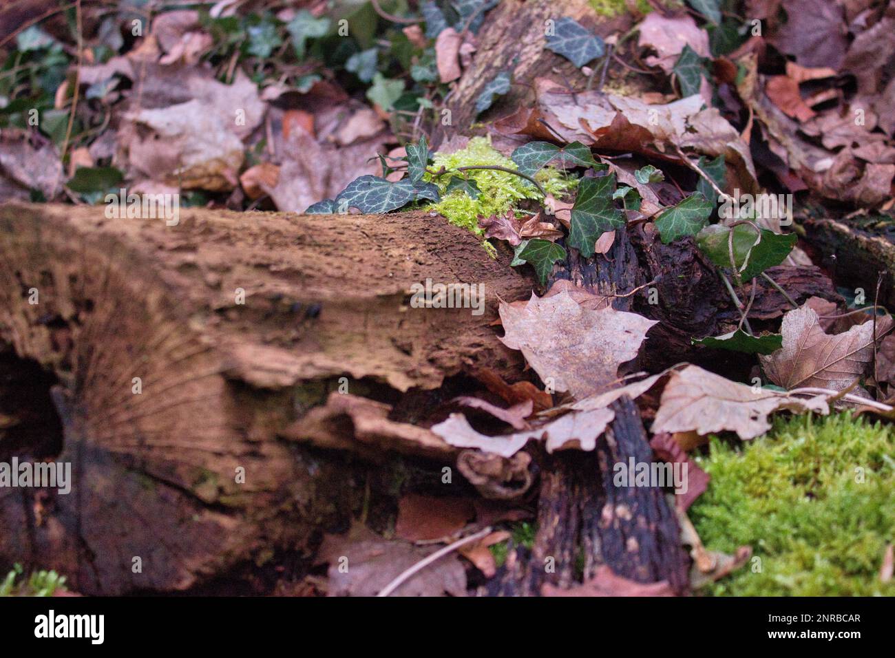 A tree trunk on an autumnal background with leaves, ivy growing on the ...