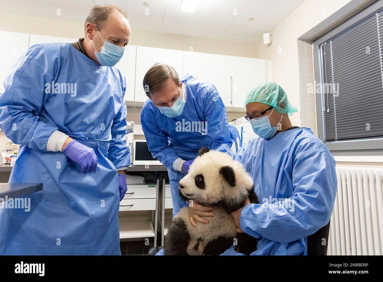 Picture made available on Monday, Jan.27, 2020 shows Vetrinarians ...