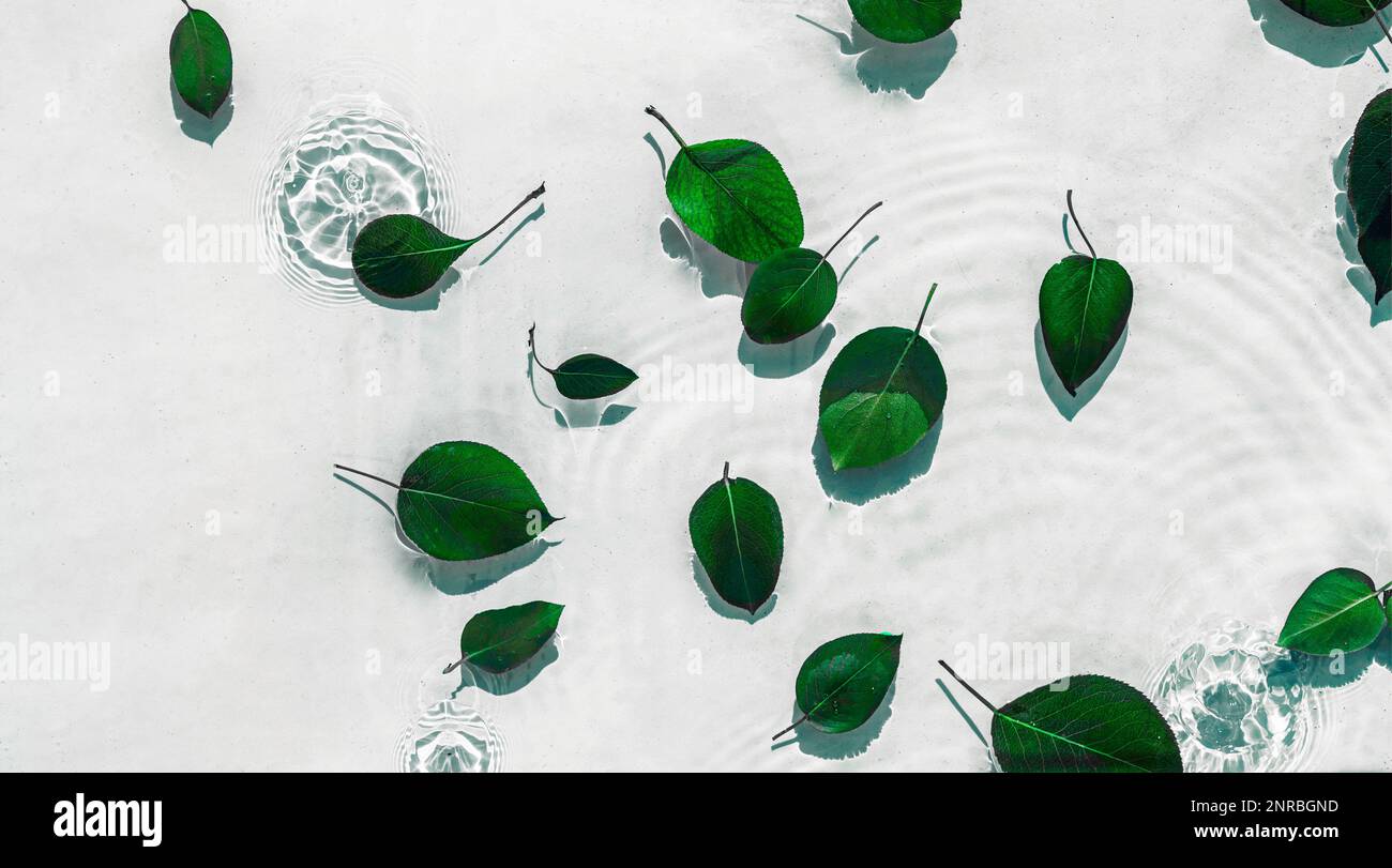 Water ripple with green leaves. Trendy white background for cosmetic product presentation ...
