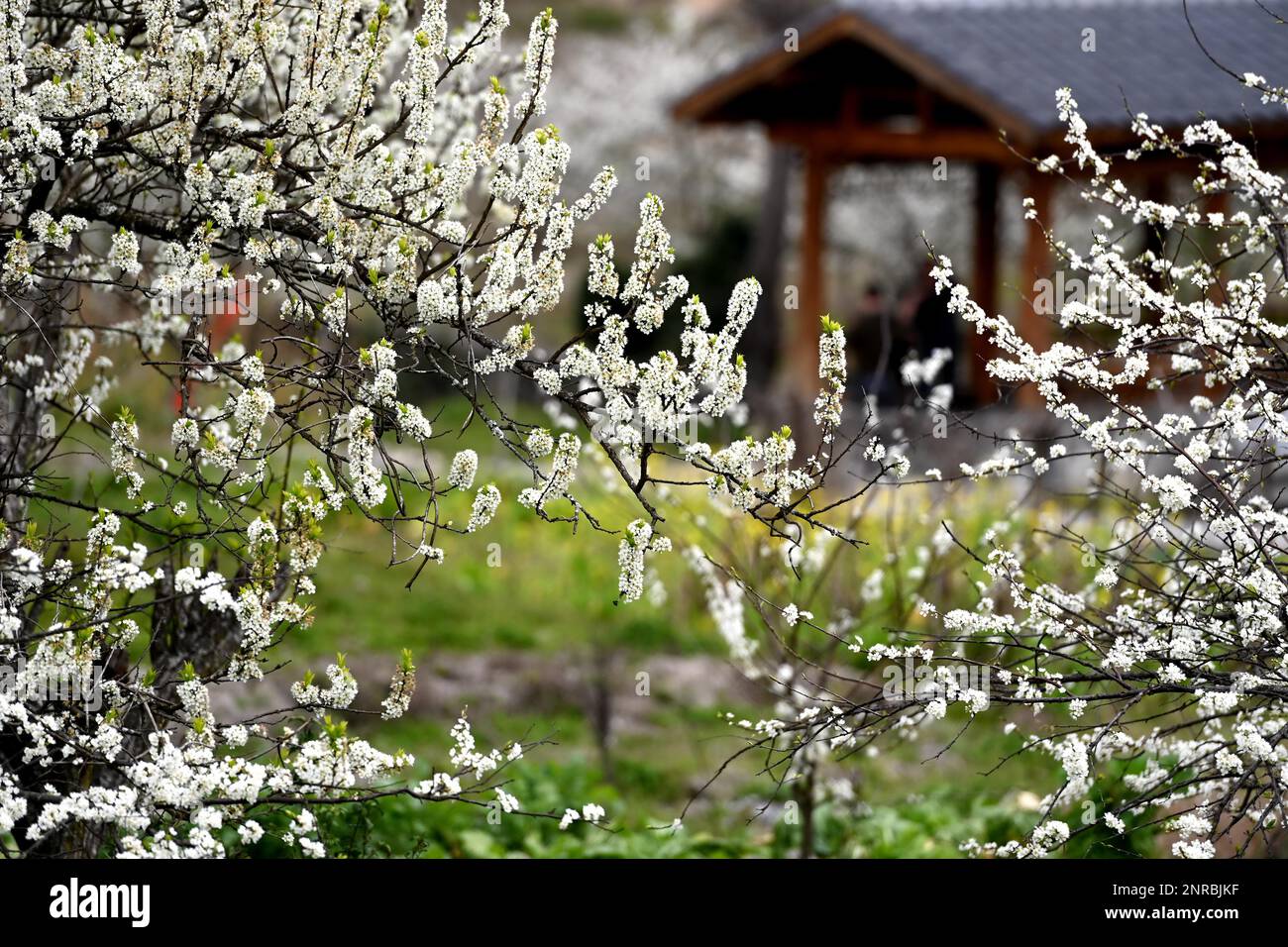 **CHINESE MAINLAND, HONG KONG, MACAU AND TAIWAN OUT** Plum trees burst ...