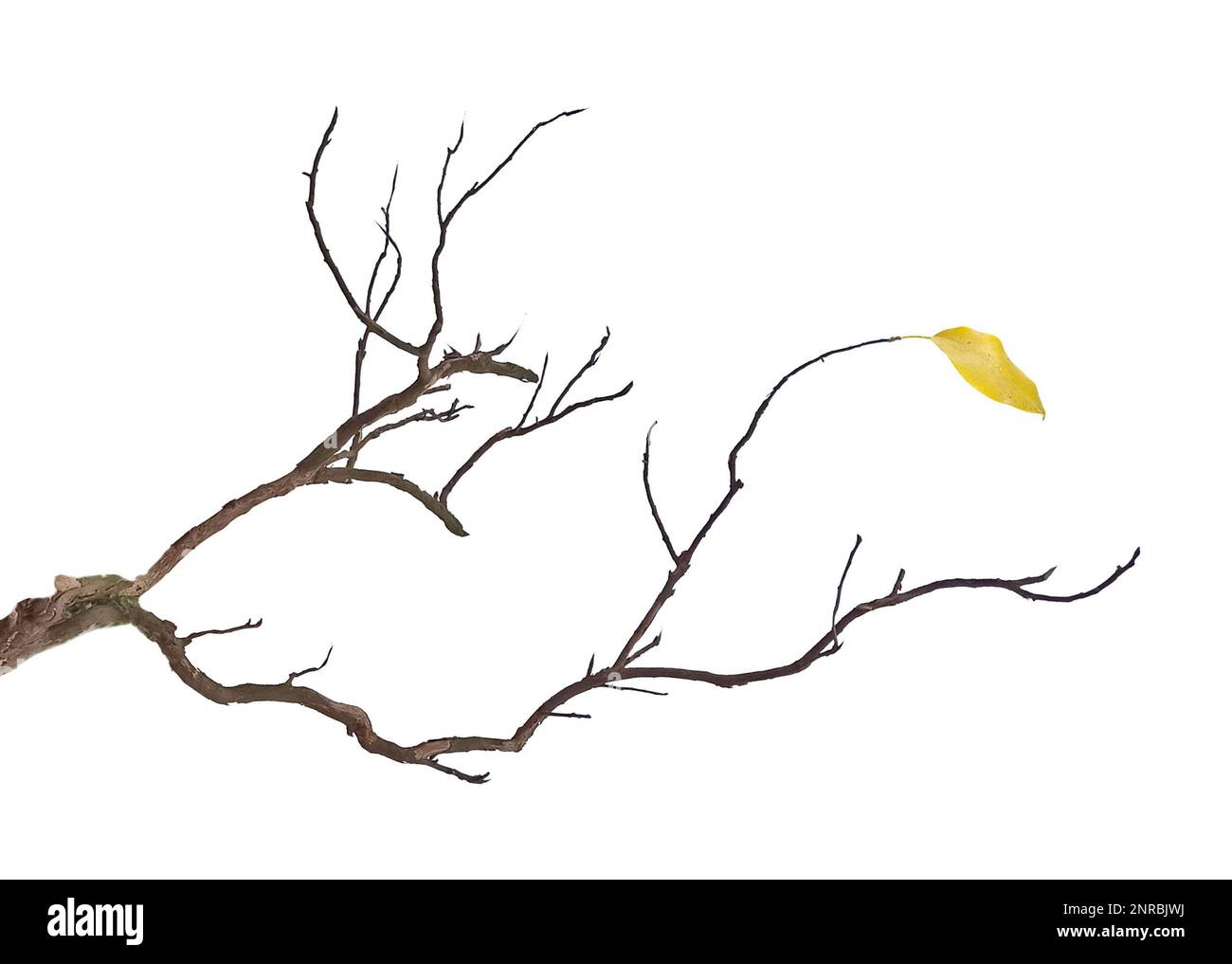 Dry branch isolated on white background Stock Photo - Alamy