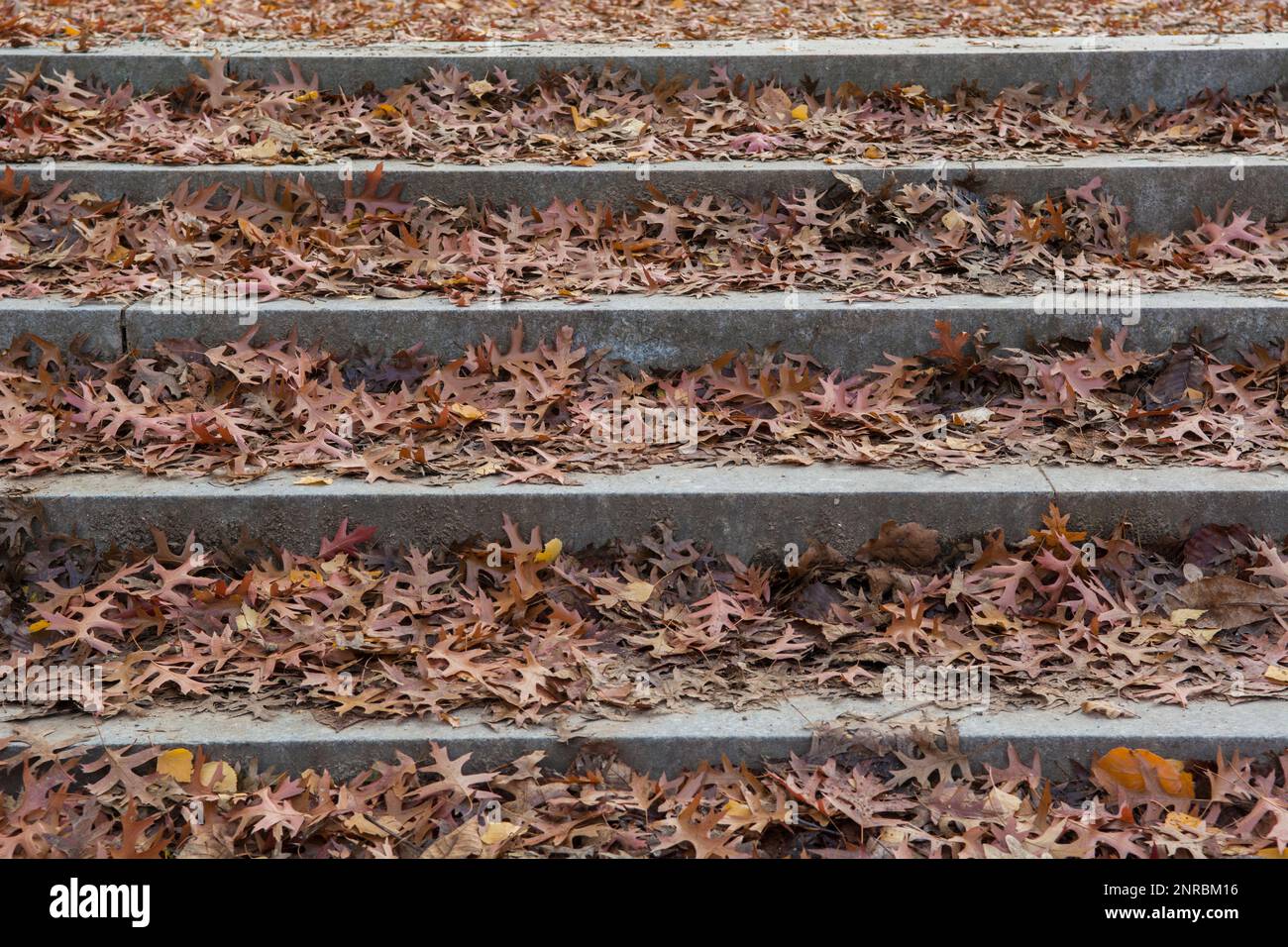 Autumn leaves on the steps Stock Photo - Alamy