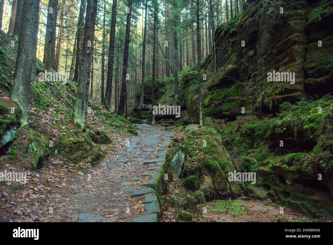 Forest hiking trail in Czech Republic Stock Photo - Alamy