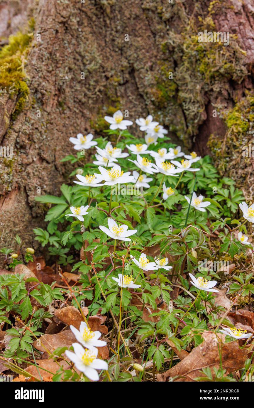 Flowering Wood anemone by a tree stump Stock Photo - Alamy