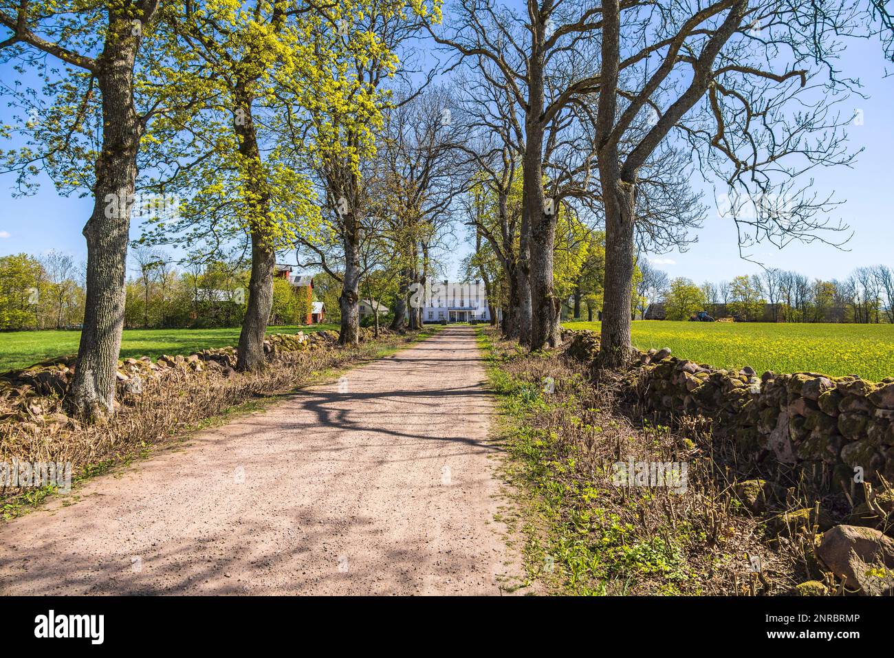 Spring treeline hi-res stock photography and images - Alamy