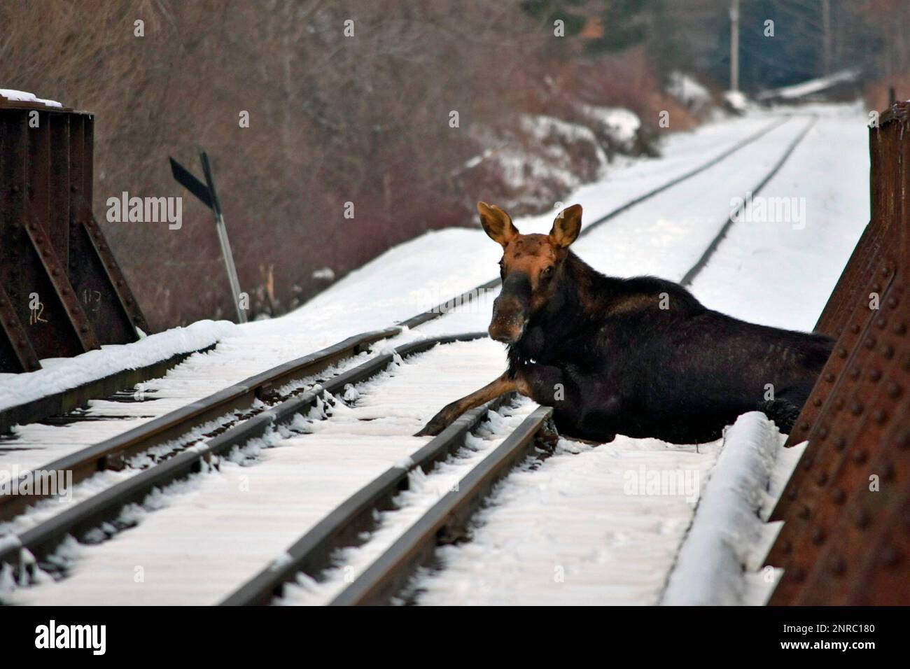 This Wednesday, Jan. 22, 2020 photo provided by the Vermont Fish and ...