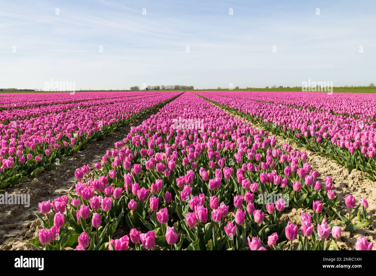 Rows with flowering pink tulips in a field on a sunny day during spring ...