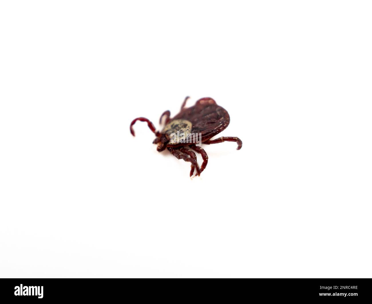 Infectious Dermacentor Dog Tick Arachnoid Parasite Insect Macro ...