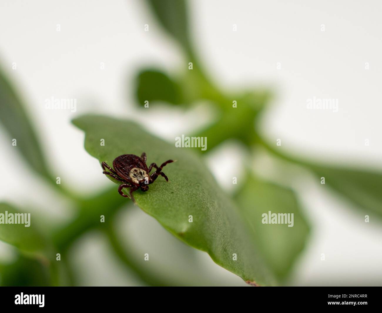 Infectious parasitic insect Dermacentor Dog Tick Arachnid on a green ...