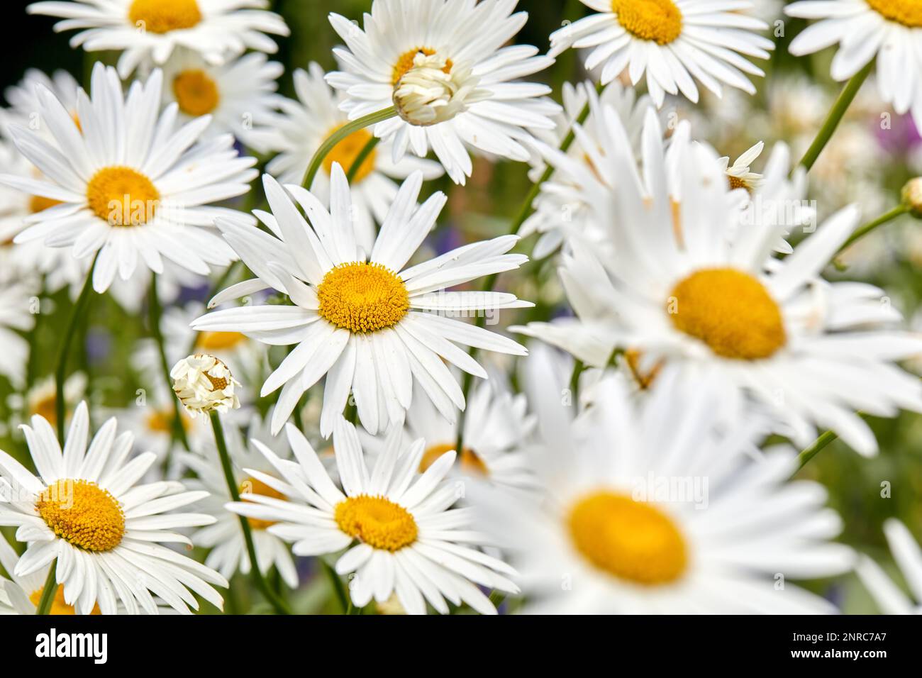 Daisy - Marguerite. Garden photos - the beautiful Daisy - Marguerite ...