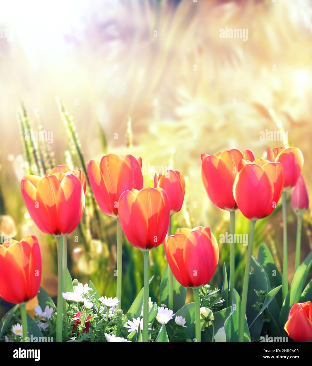 Red tulips on abstract sunny blurred spring background. Summer scene ...