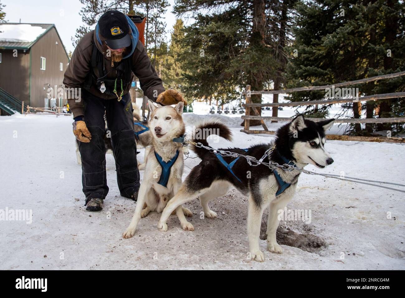 Dog-sledding guide Tim Thiessen gives his huskies a pat after a trail ...