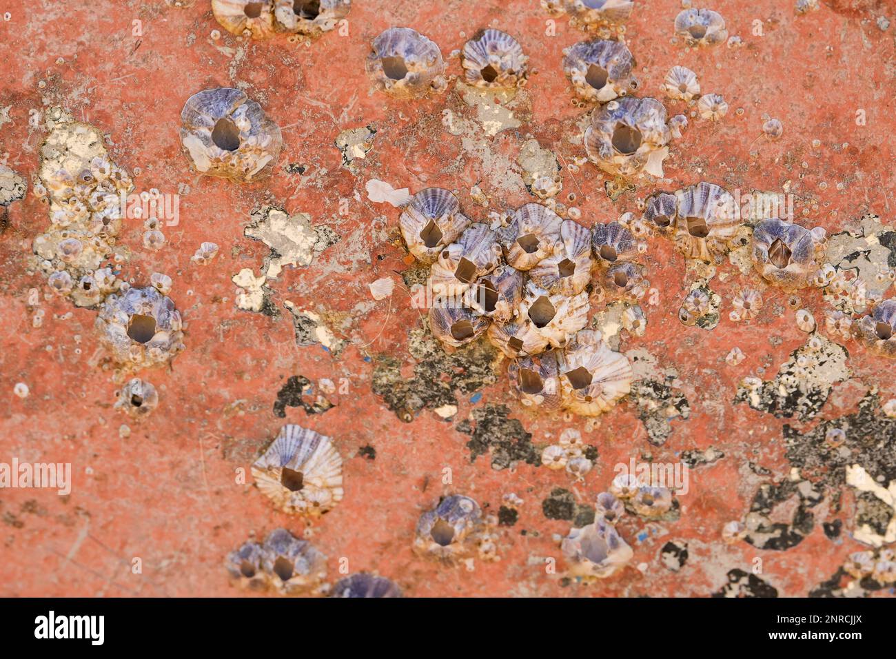 Close up view of barnacles growing on the hull of a boat Stock Photo ...