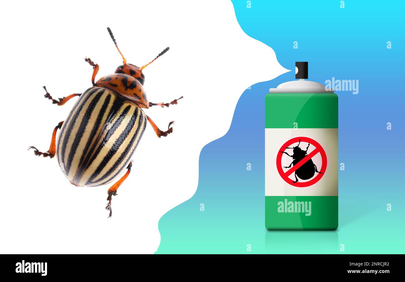 Insecticide and Colorado potato beetle on color background Stock Photo ...