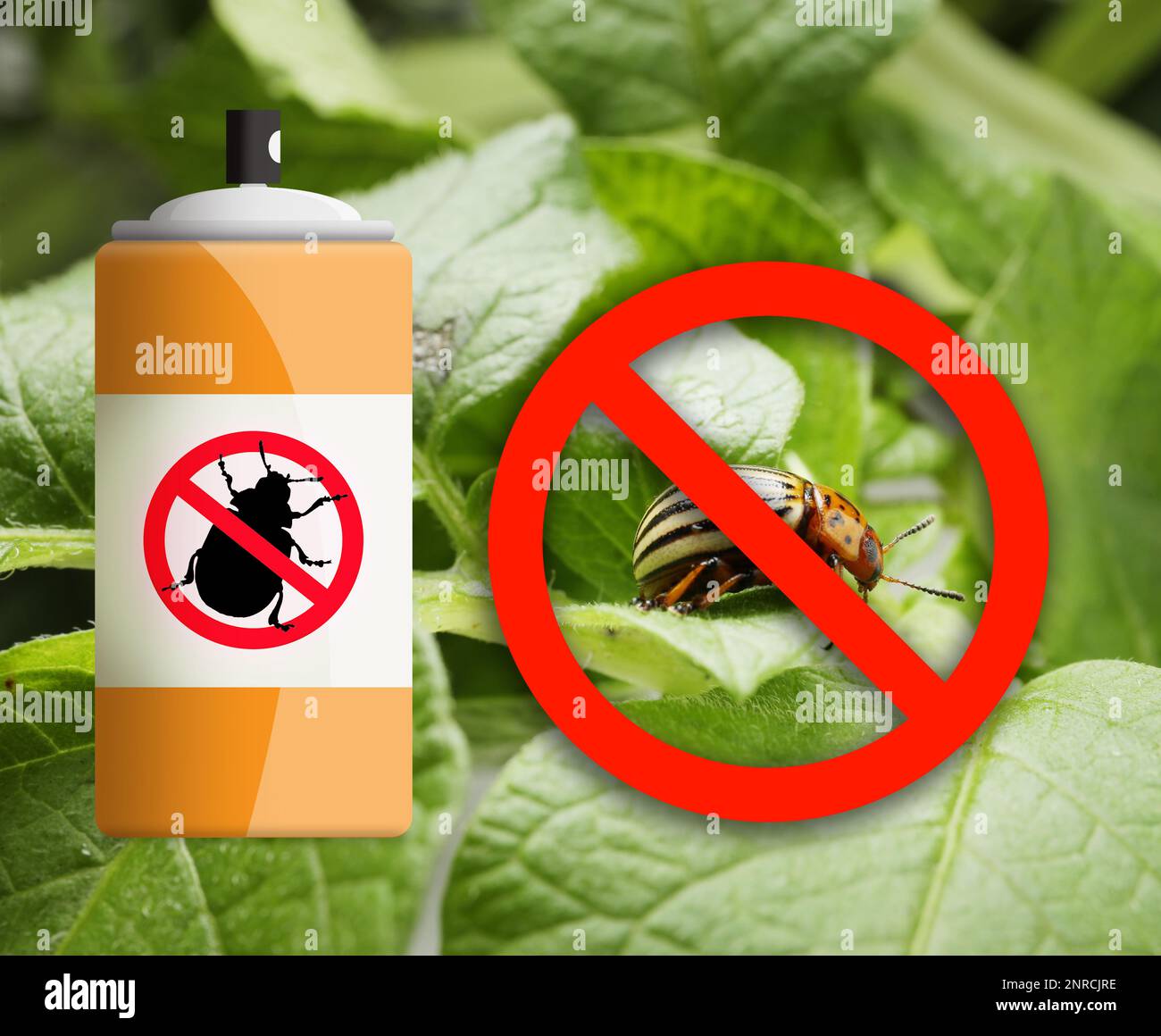 Insecticide and Colorado potato beetle on green plant outdoors Stock ...