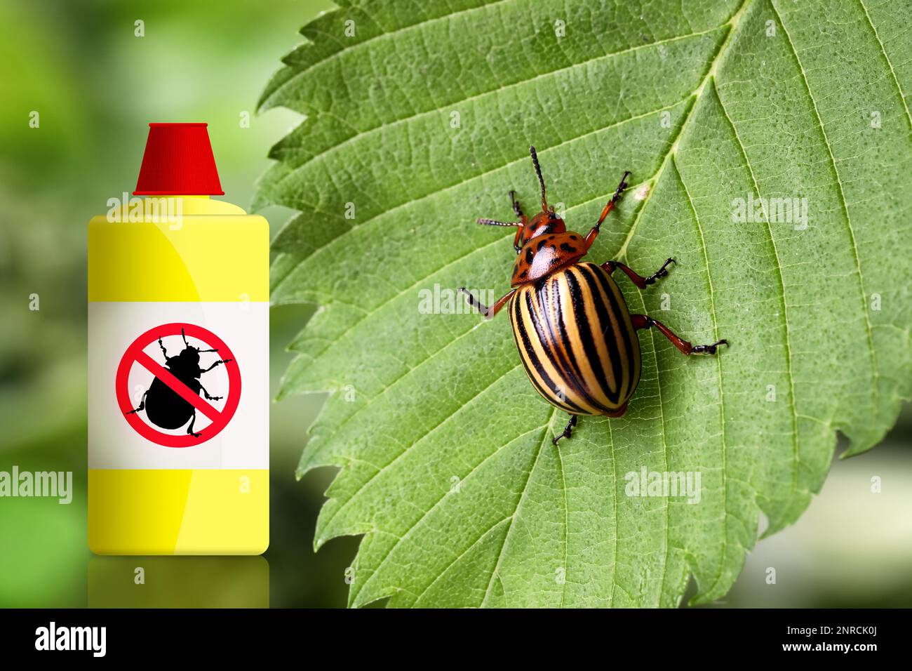 Insecticide and Colorado potato beetle on green plant outdoors Stock ...