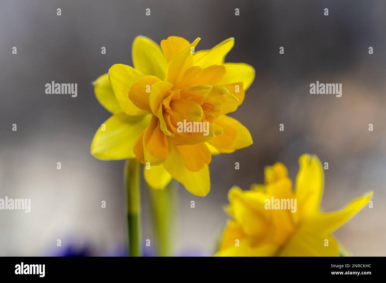 Beautiful Spring banner with fresh yellow daffodil flowers grow in pot ...