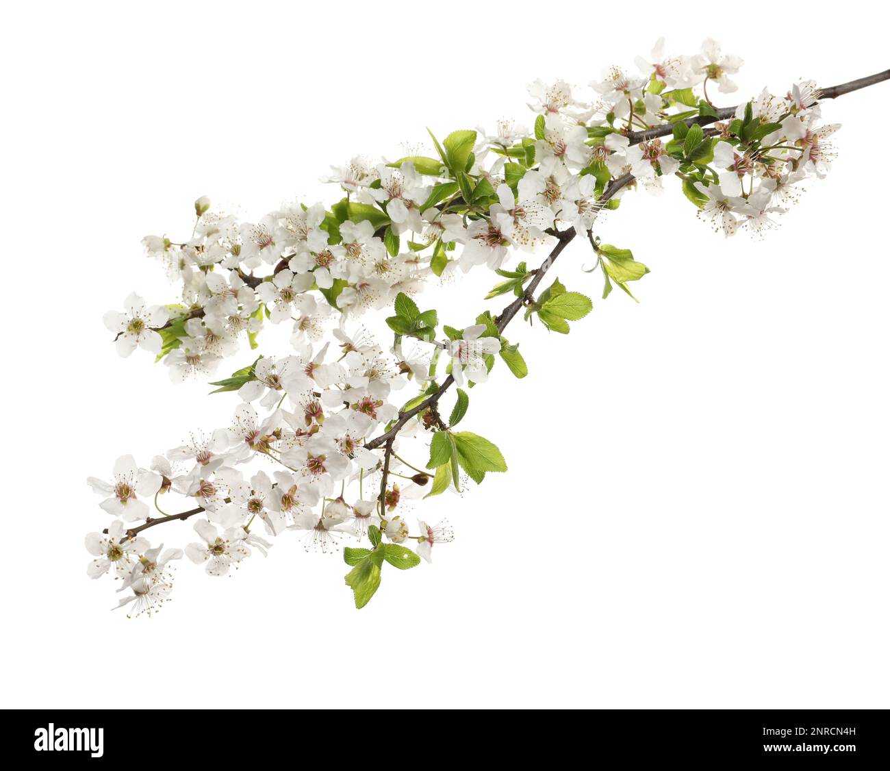 Cherry tree branches with beautiful blossoms isolated on white Stock ...