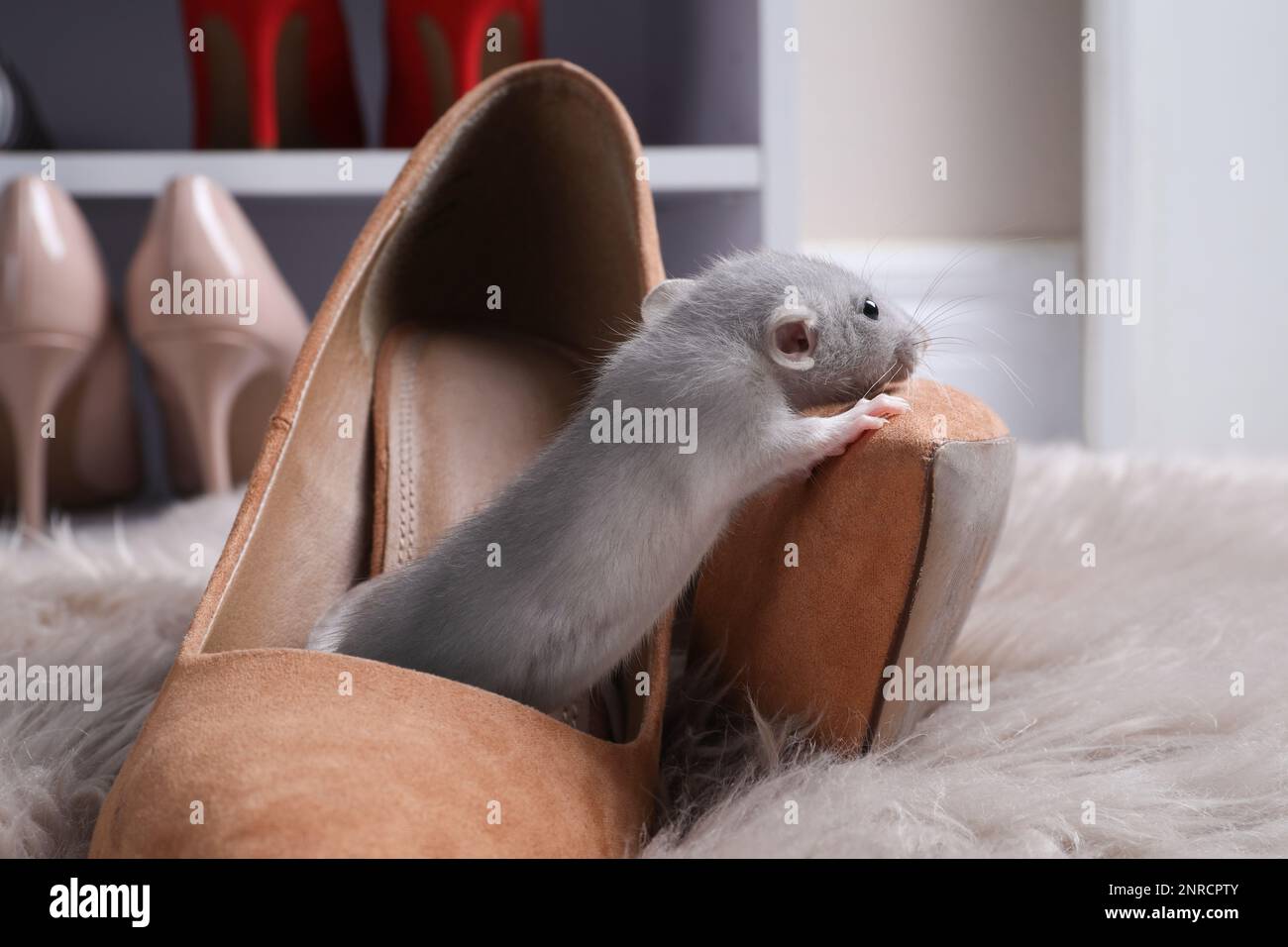 Cute grey rat in female shoe on fuzzy rug indoors Stock Photo - Alamy