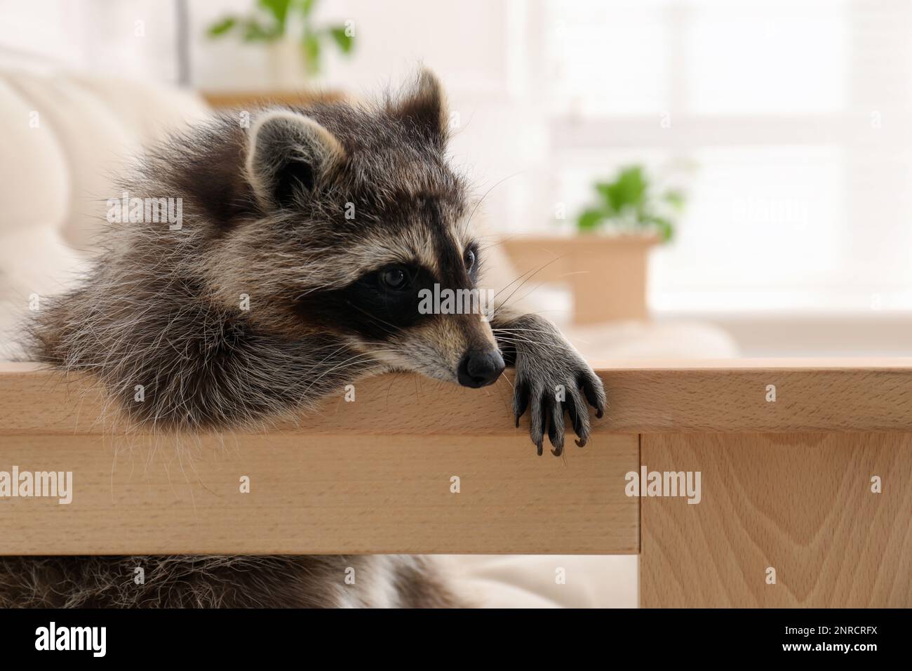Cute funny raccoon resting on sofa indoors Stock Photo - Alamy