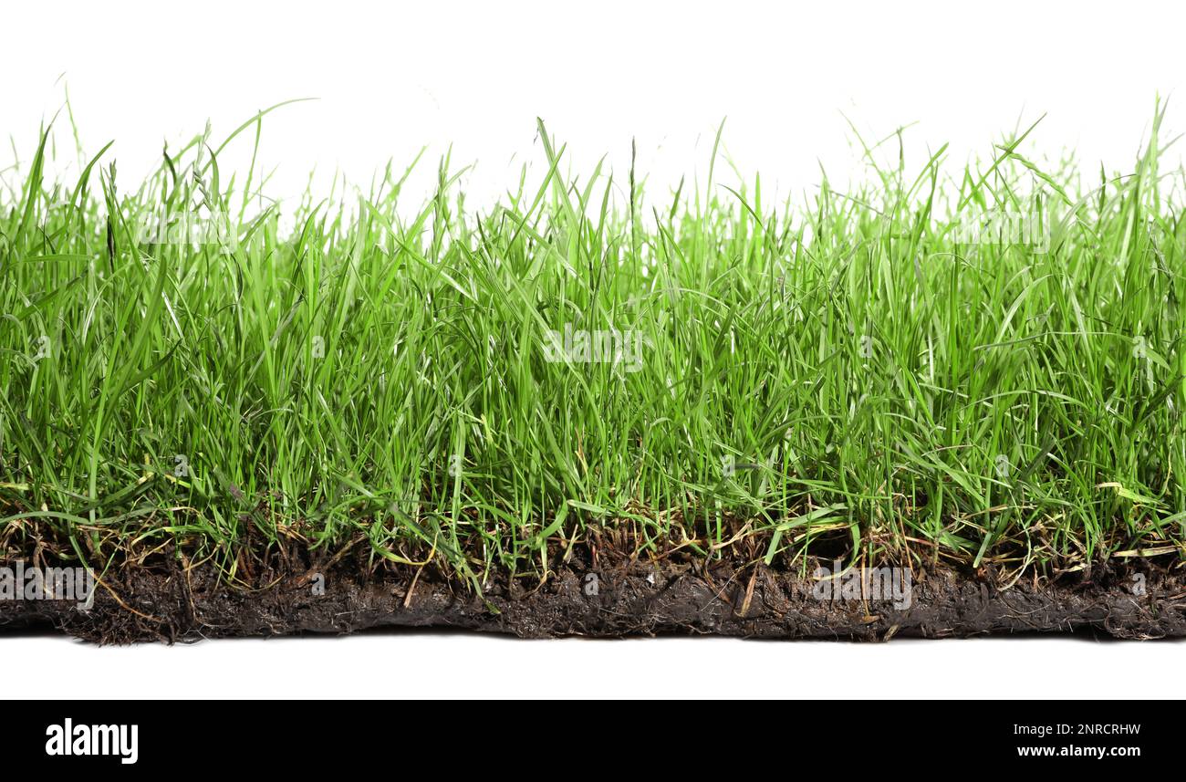 Soil with lush green grass on white background Stock Photo - Alamy