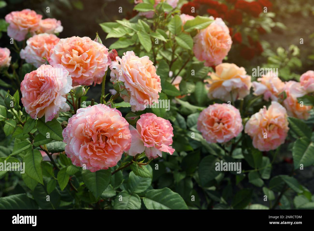 Beautiful blooming coral roses on bush outdoors Stock Photo - Alamy