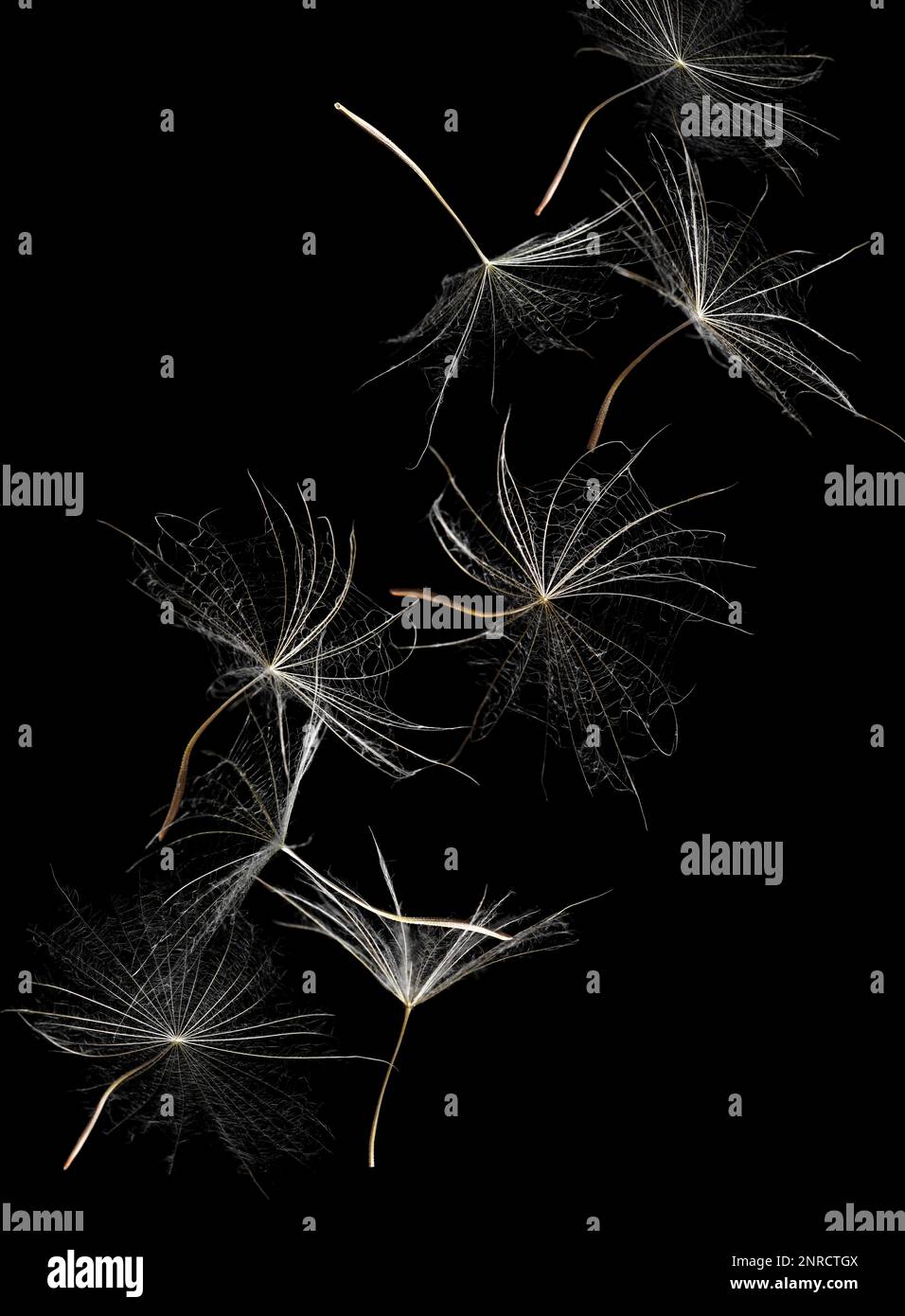 Many dandelion seeds flying on black background Stock Photo - Alamy