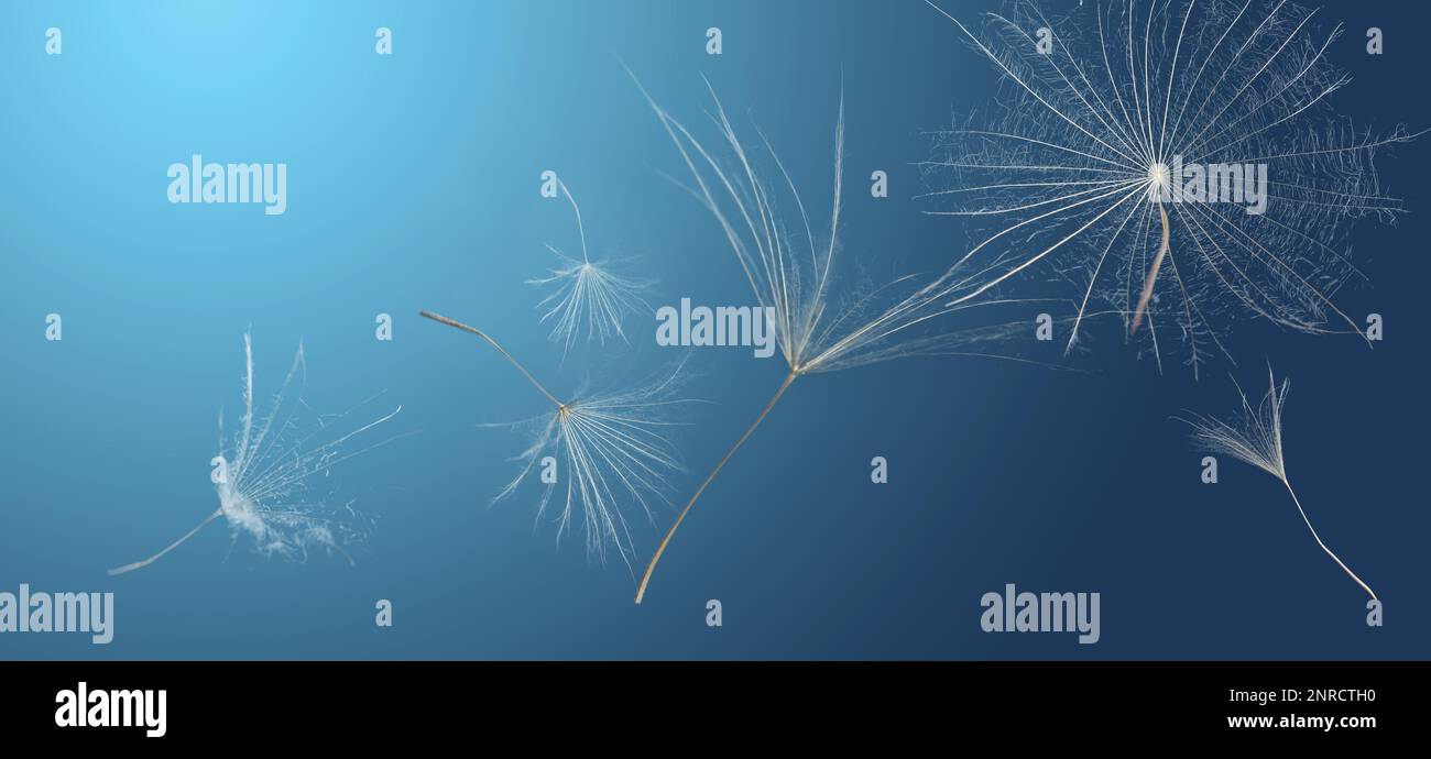 Many dandelion seeds flying on blue background. Banner design Stock ...