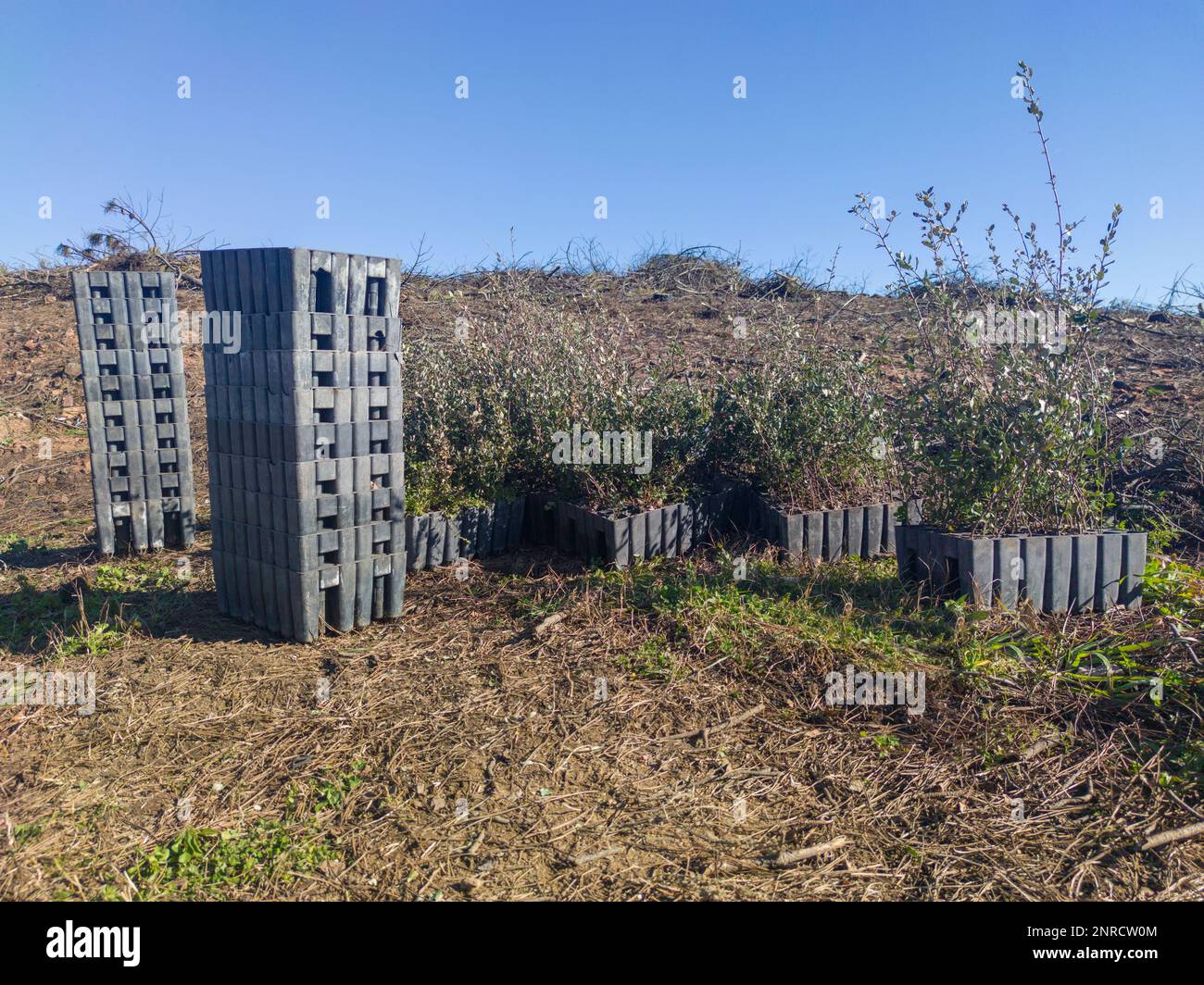 Sapling seedling trays hi-res stock photography and images - Alamy