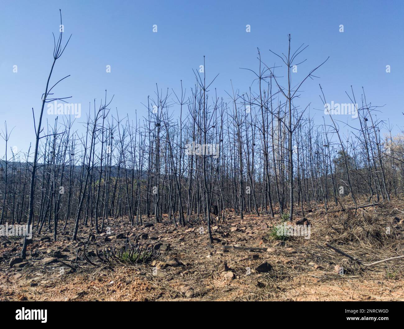 Charred landscape with some young pine trees standing. Former forest ...