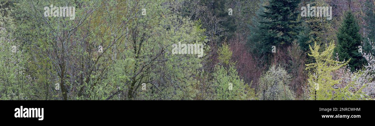 Forest areas in Germany photographed in the spring month of May Stock ...