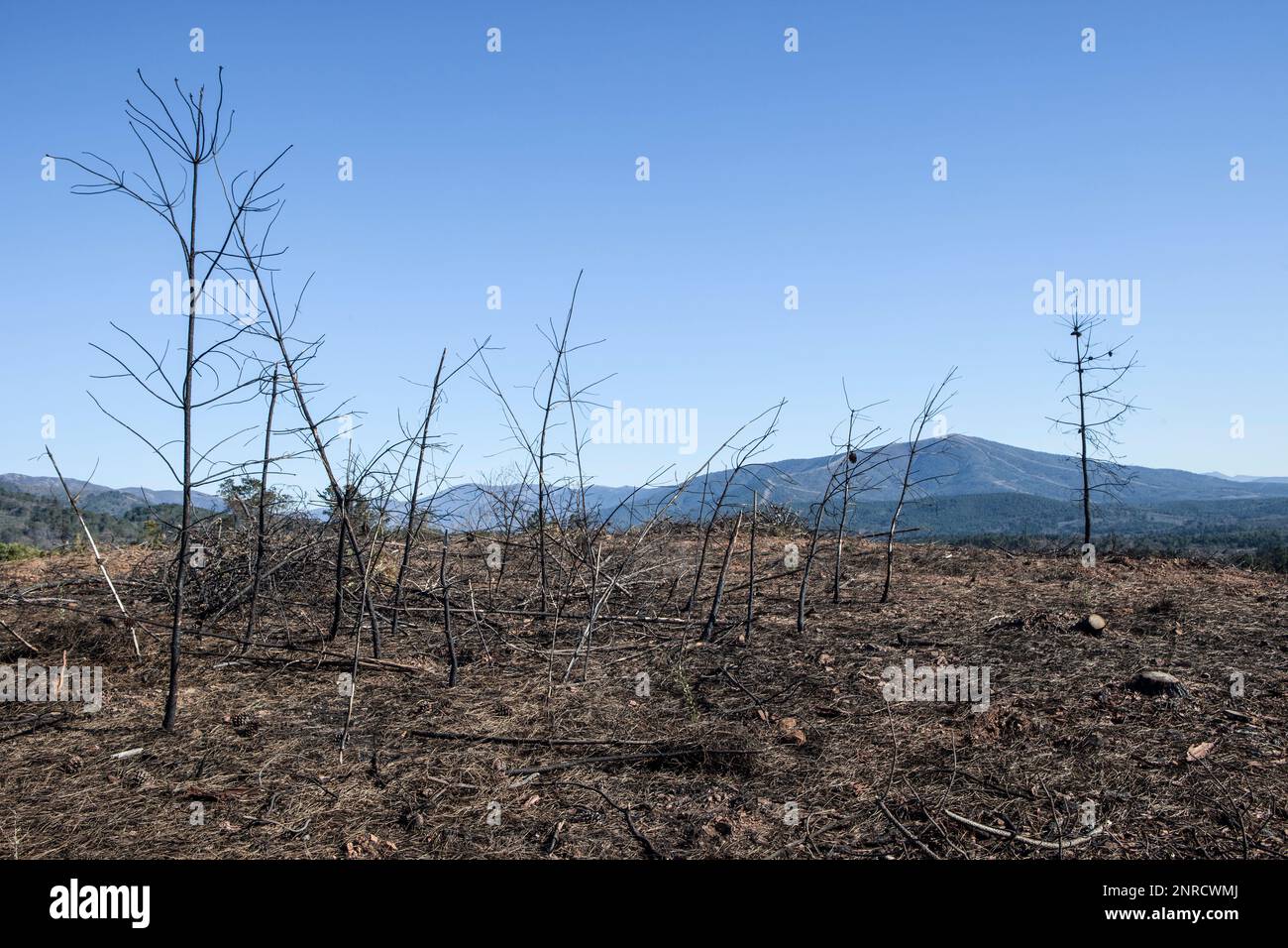 Charred landscape with some young pine trees standing. Former forest ...