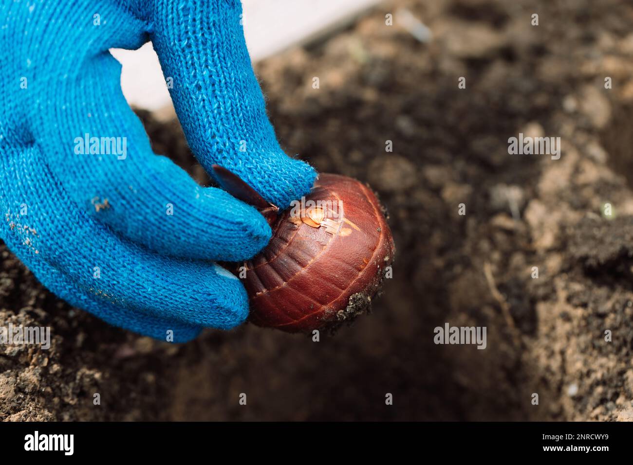 the hand plants bulbs of flowers in the soil. Hand holding a gladiolus ...