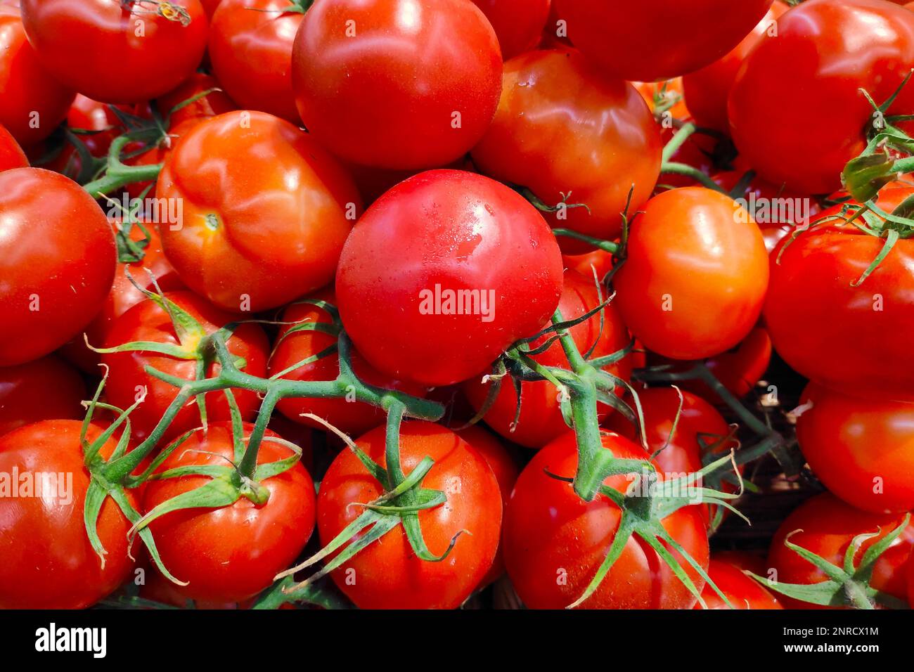 Close-up on a stack of round tomatoes in bunched for sale on a market ...