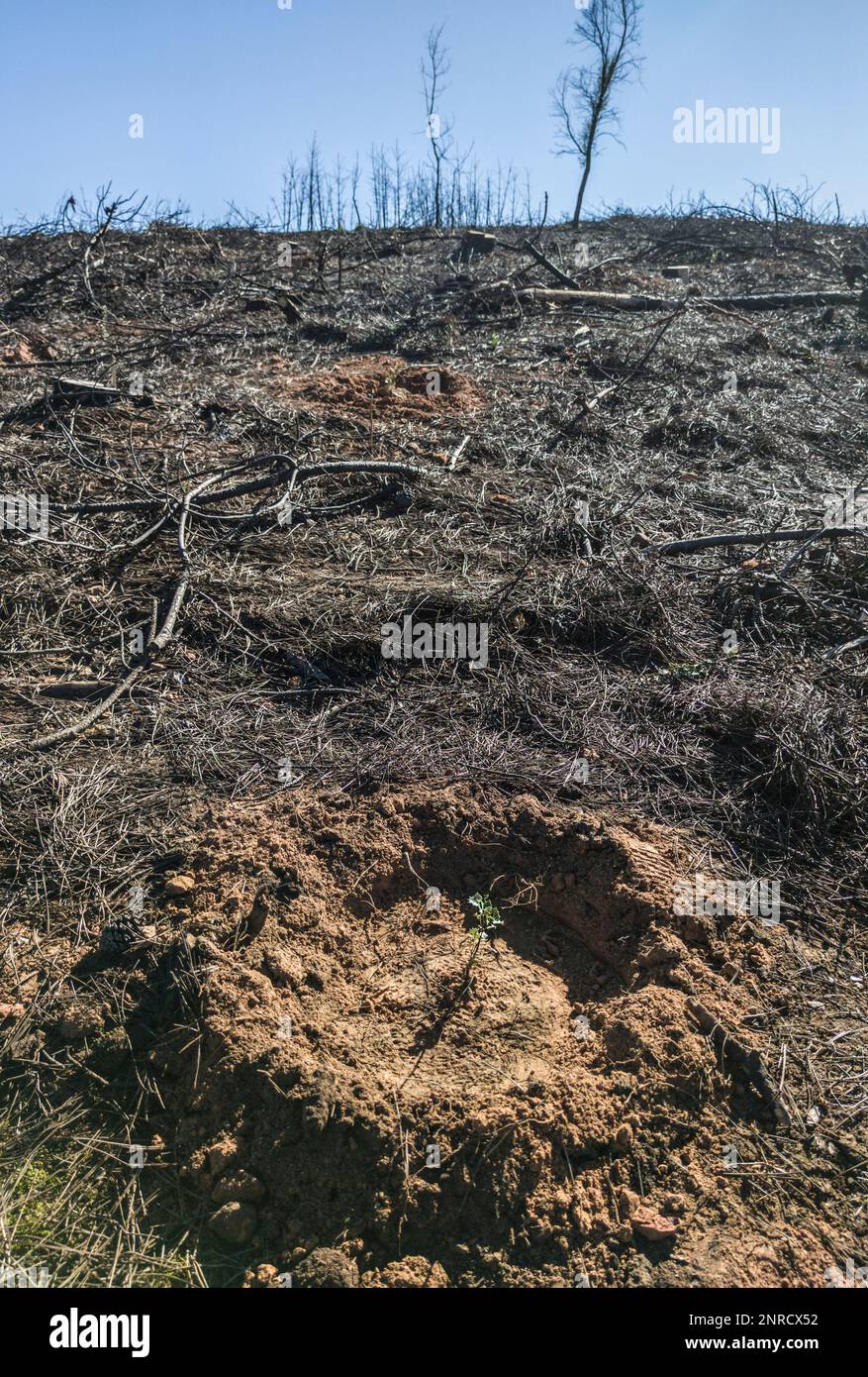 Charred landscape with newly planted oak saplings. Restocking of former ...