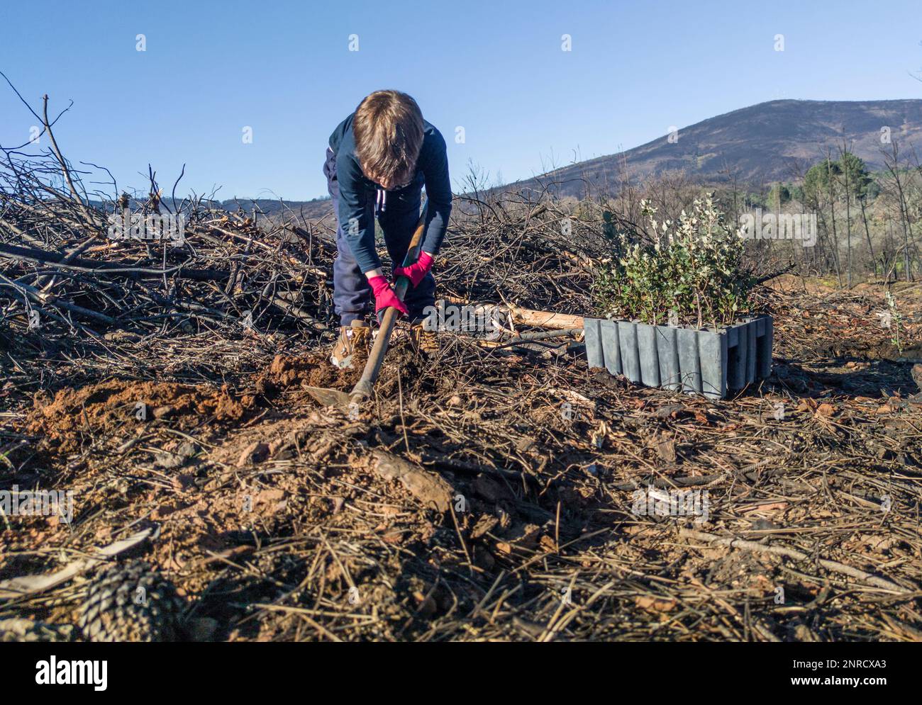 Child boy planting a holm oak rootball. He is digging a pit with a hoe ...
