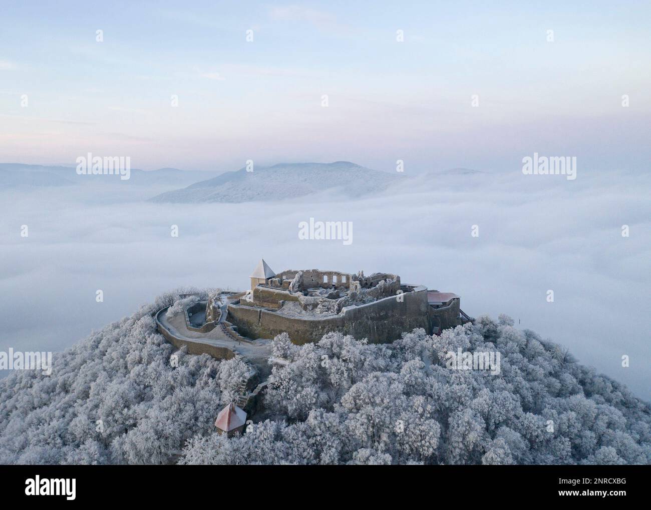 An arieal picture taken by drone shows the trees of the forest ...