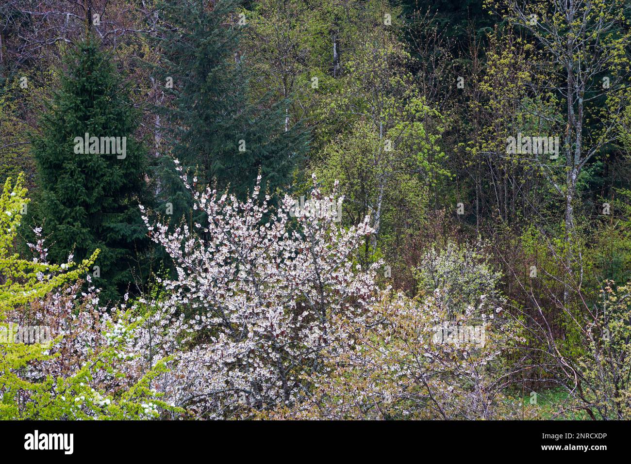 Forest areas in Germany photographed in the spring month of May Stock ...
